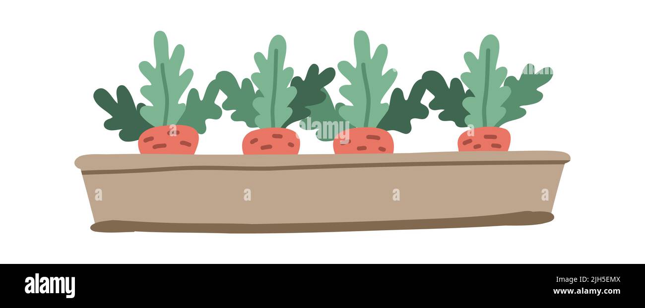 Carrot Plant. Planting vegetables. Carrot growth stage. Vector drawing ...