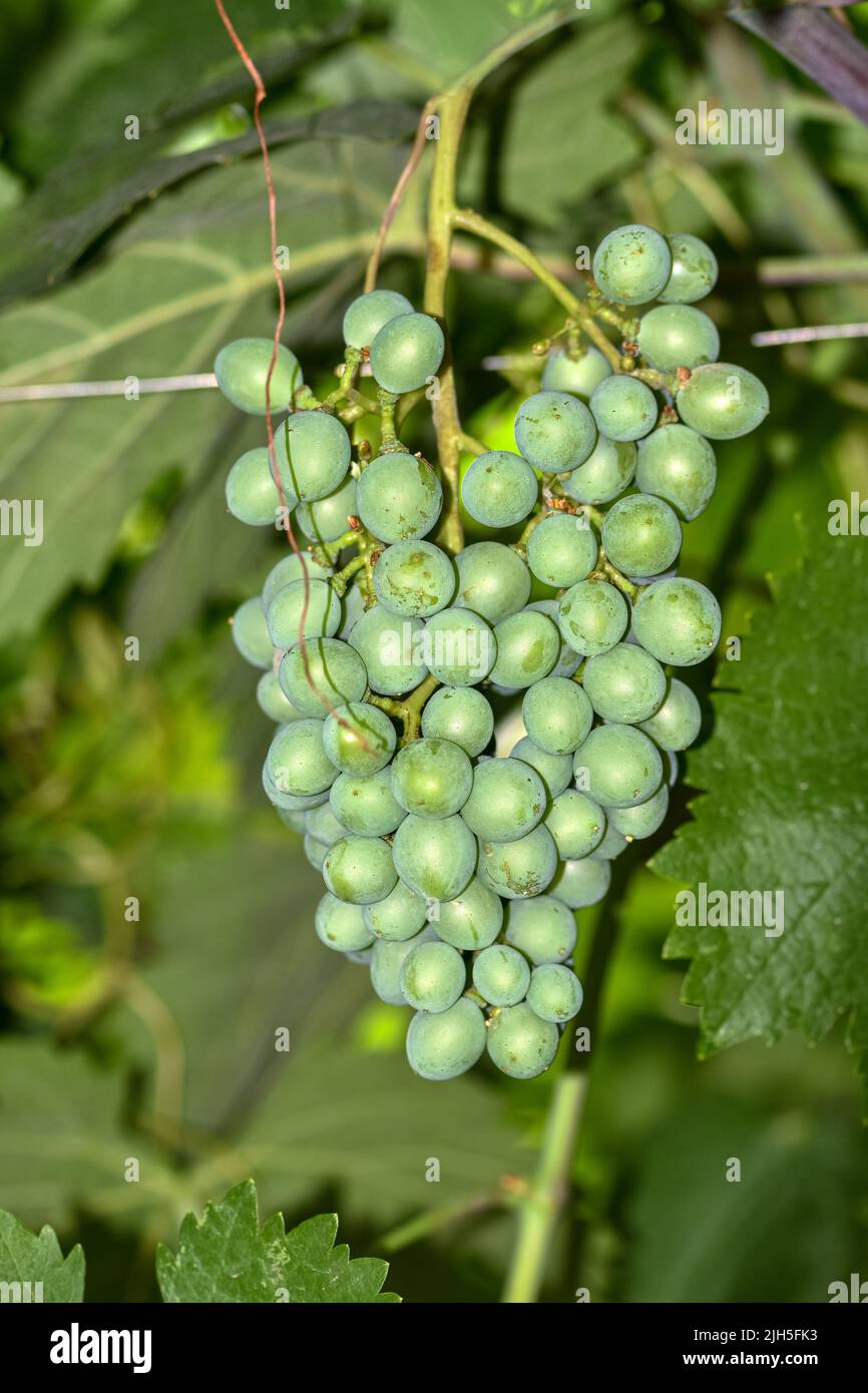 Grapes on vine domestic garden hi-res stock photography and images - Alamy