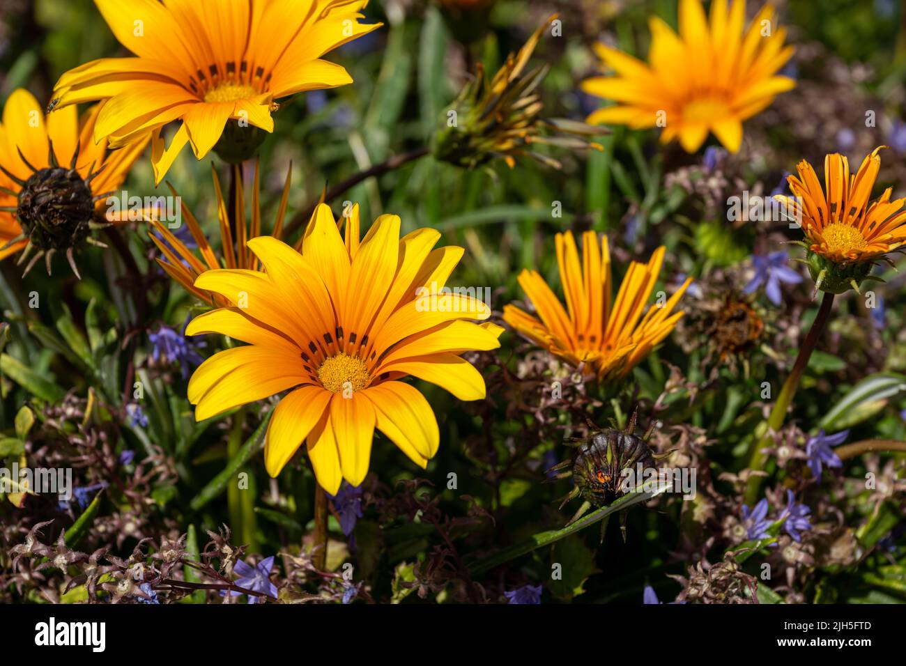 African Daisy, or treasure flowers. Bright yellow and orange Gazania ...