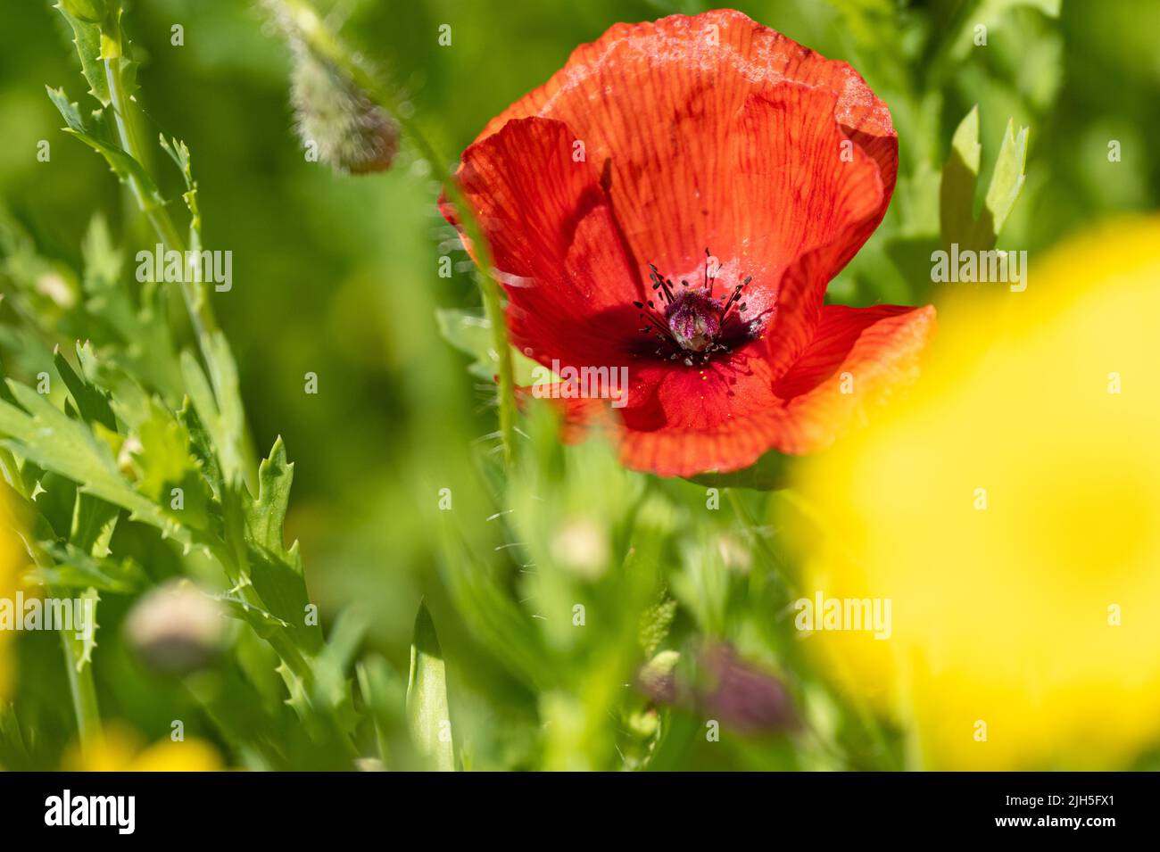 A blooming single red poppy flower, Papaver rhoeas in a field in summer ...