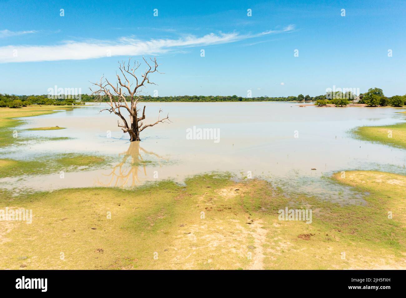 A withered dead tree in the lake. National Park of Sri Lanka Stock ...