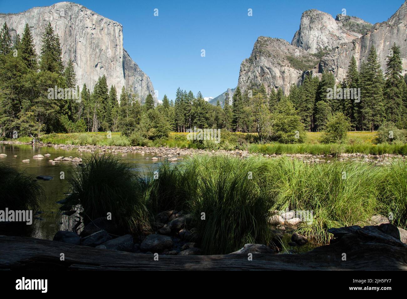 Yosemite mountain and tree landscape Stock Photo - Alamy