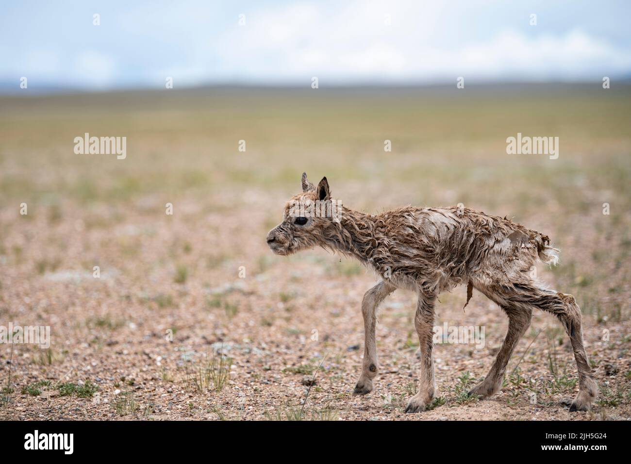 Tibetan Antelope Baby