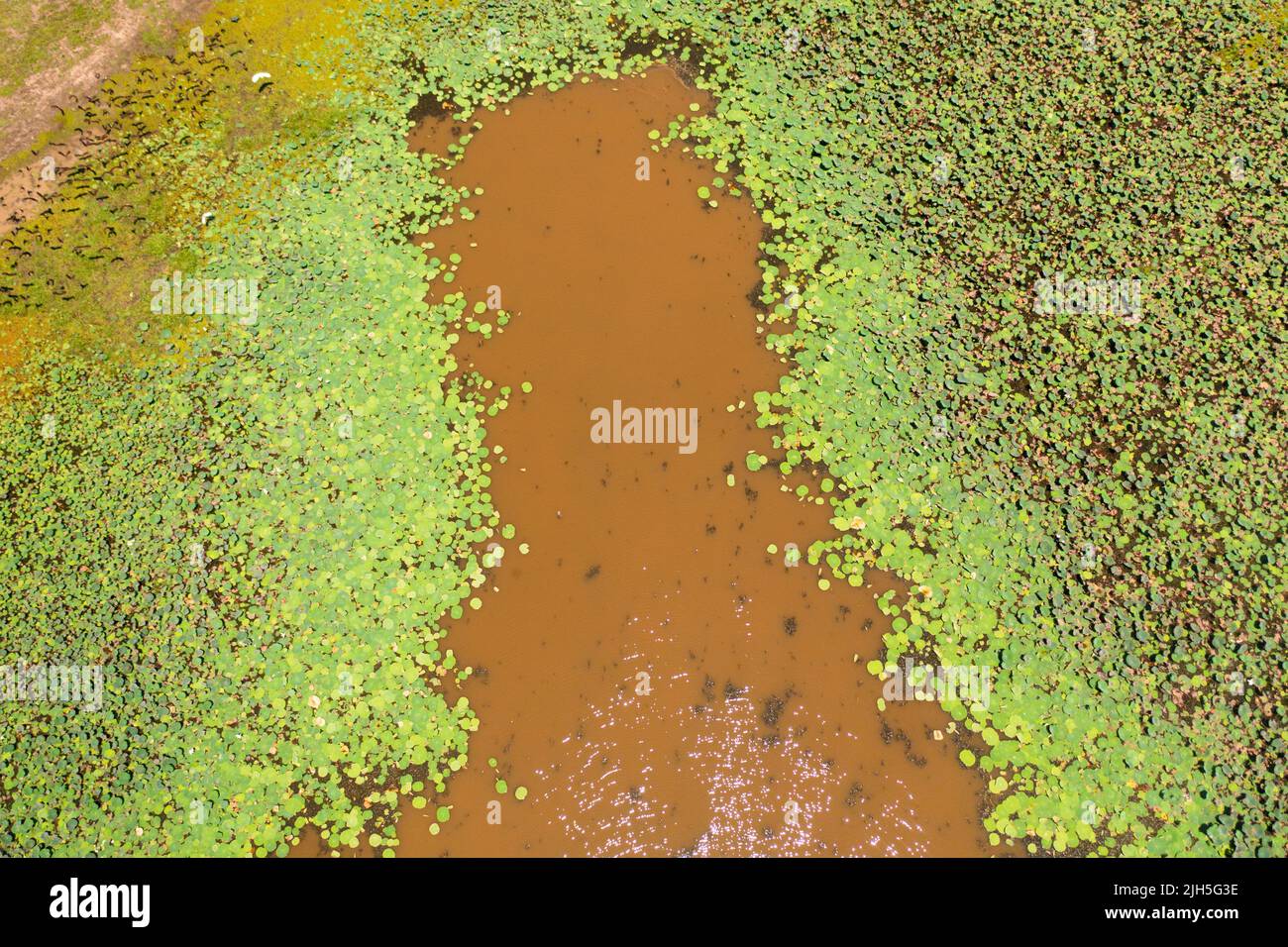 The surface of a lake or swamp with aquatic vegetation in Sri Lanka ...