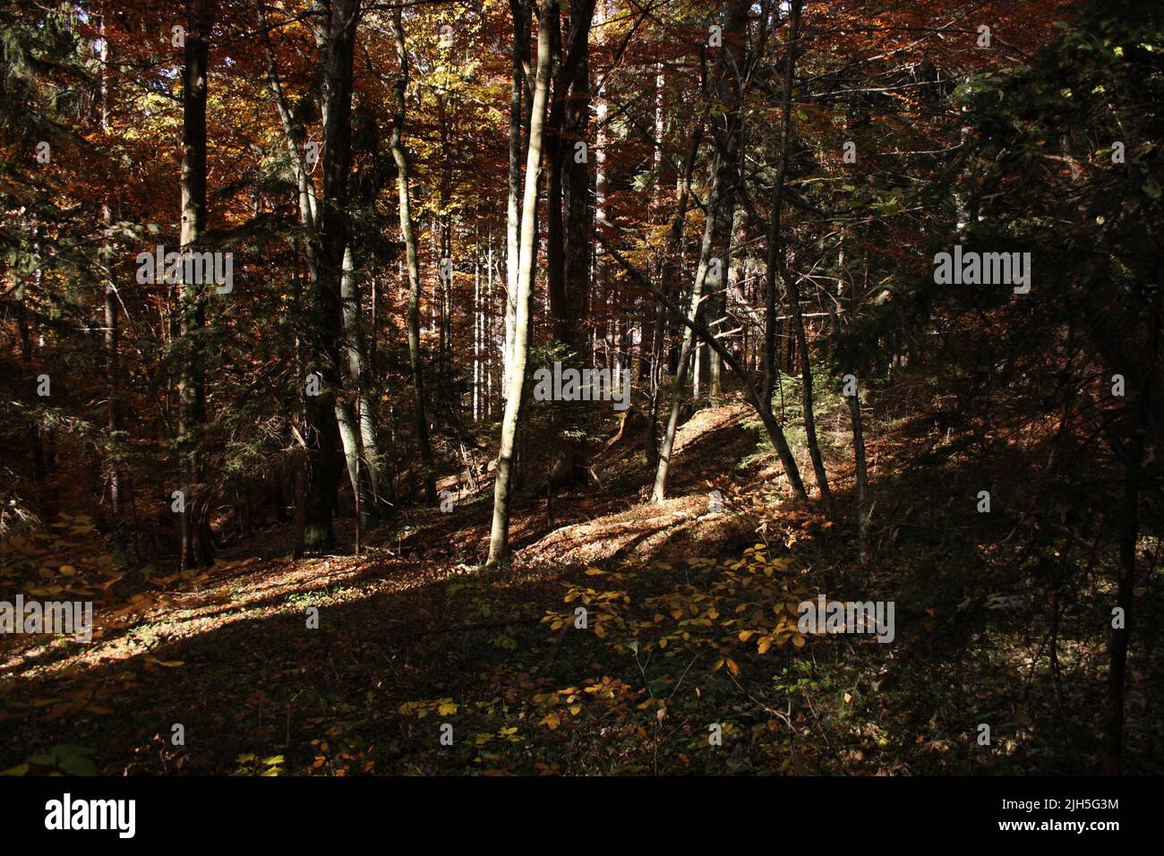 Walder forrest forrests hi-res stock photography and images - Alamy