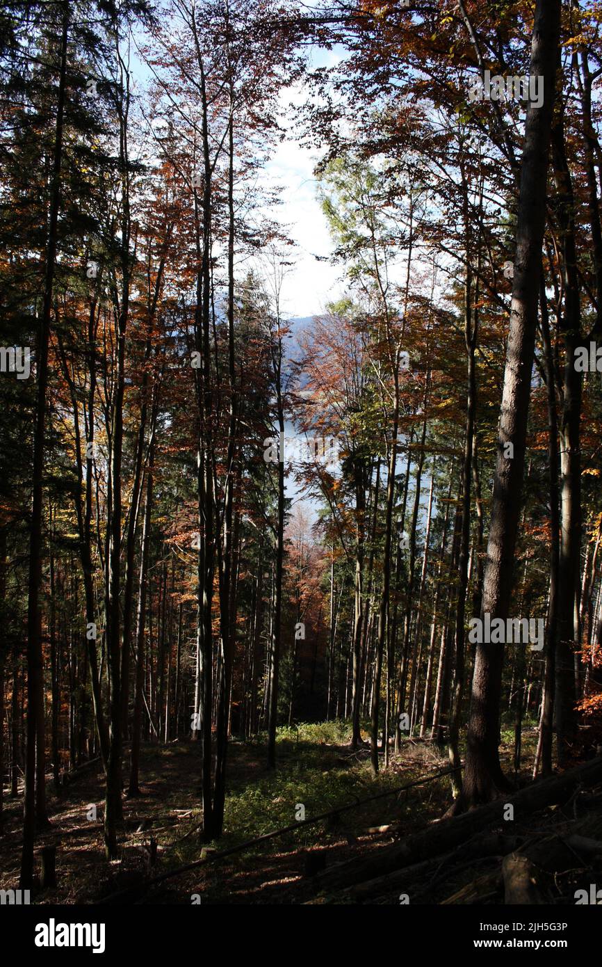 Walder forrest forrests hi-res stock photography and images - Alamy