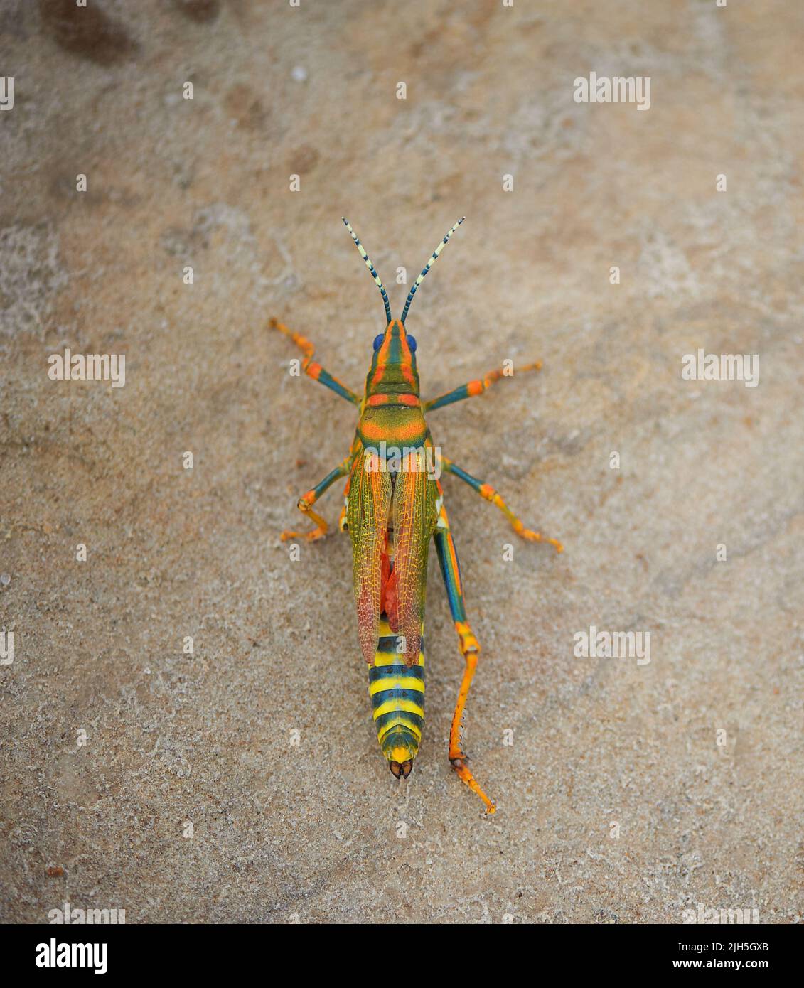 Colourful insect hi-res stock photography and images - Alamy