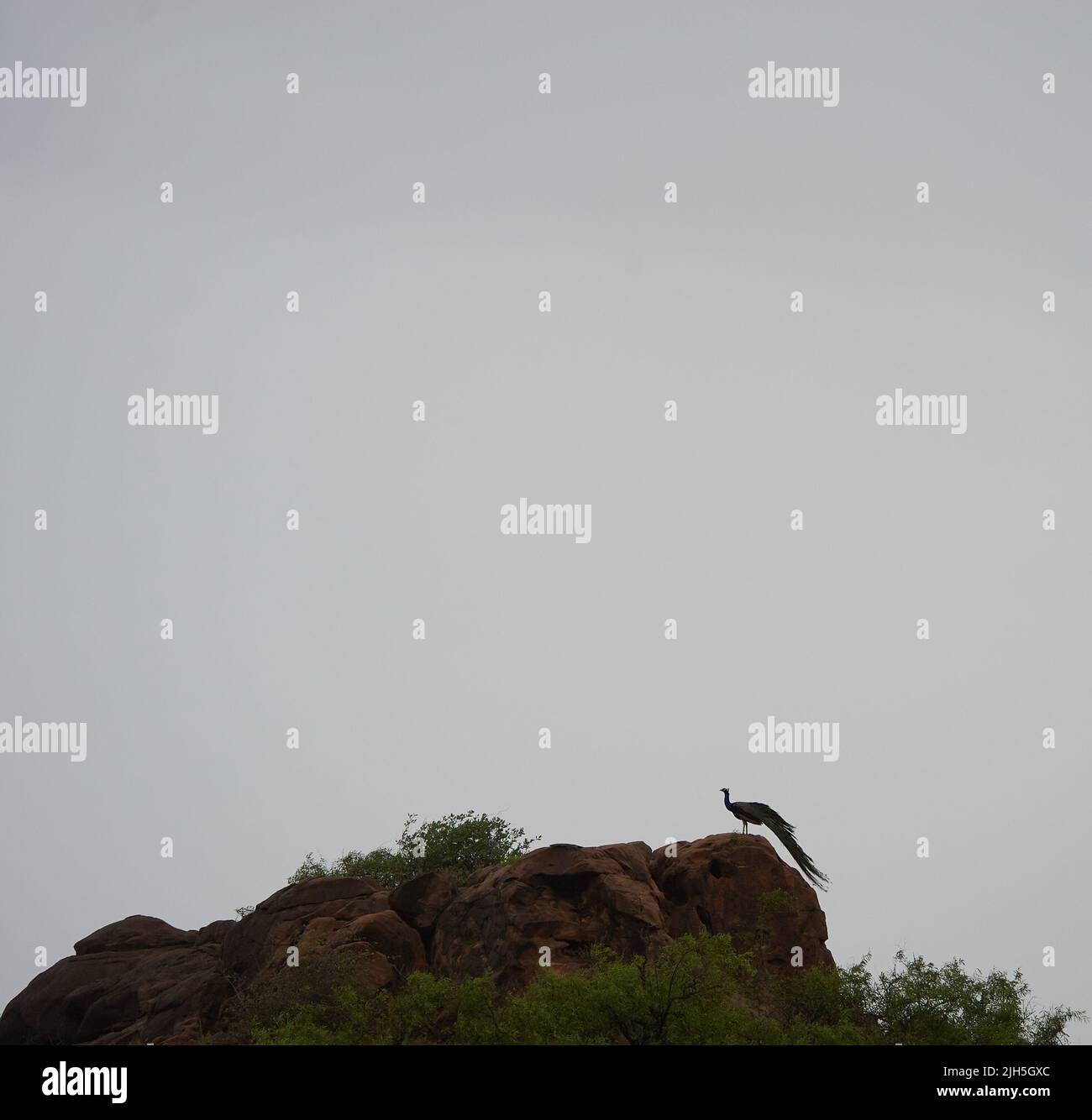 Bird on edge hi-res stock photography and images - Alamy