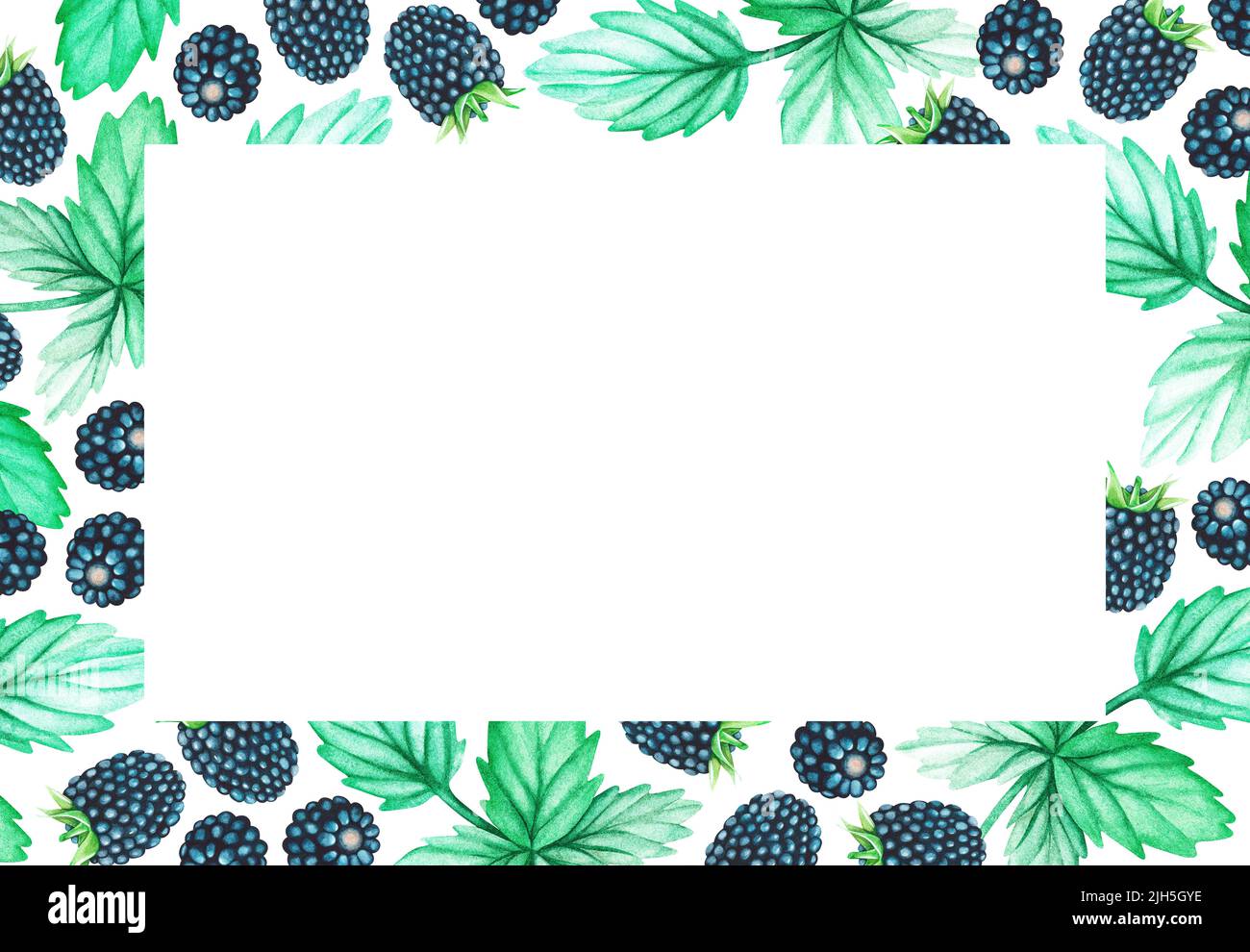 Botanical blackberry illustration hi-res stock photography and images ...