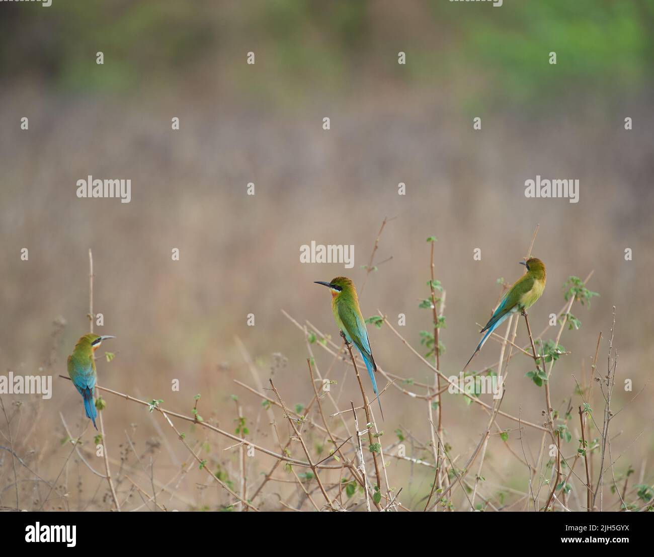 Blue Tailed Bee Eater Gang Stock Photo - Alamy
