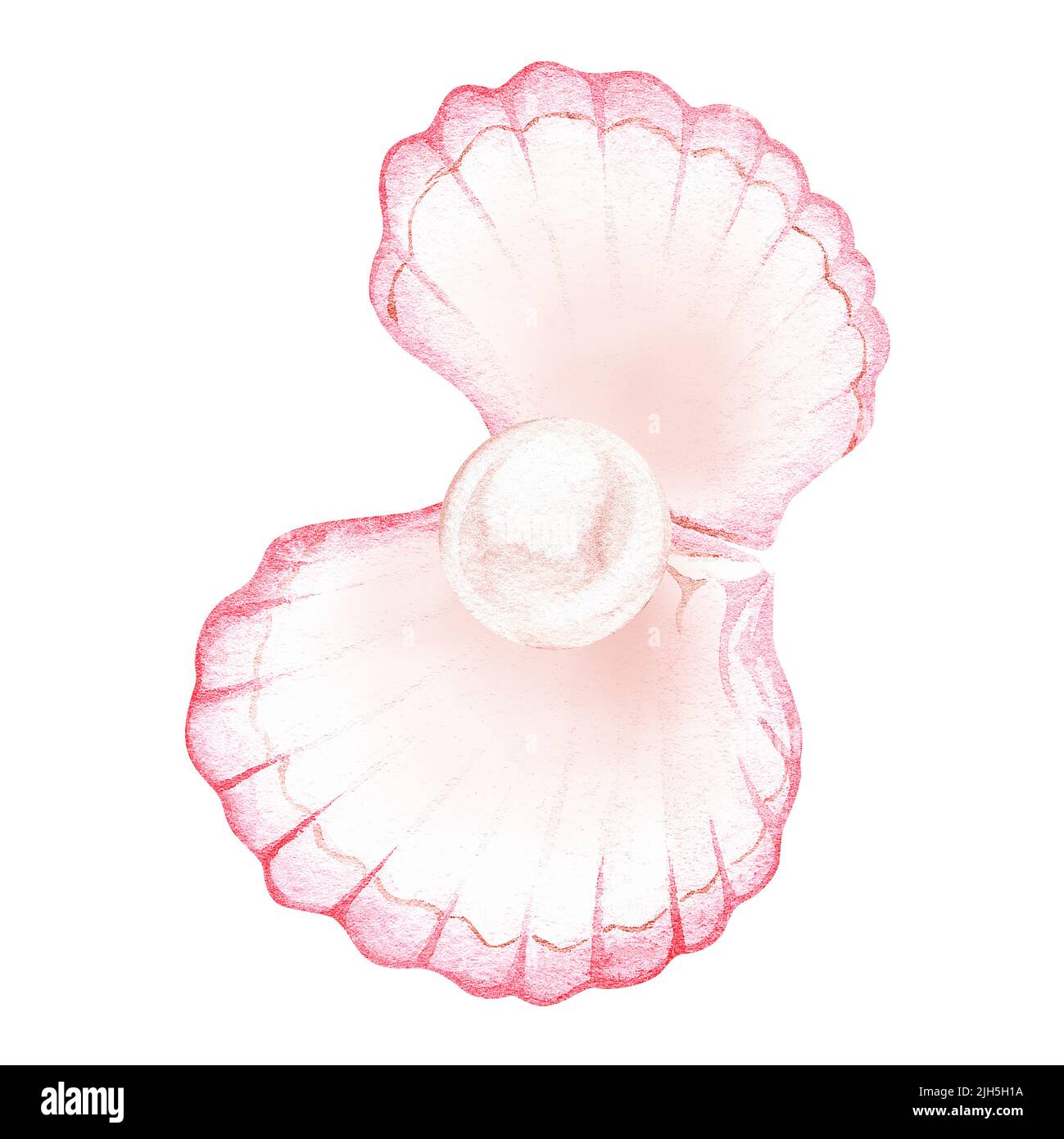 Shell with pearl. Watercolor illustration. Isolated on a white ...