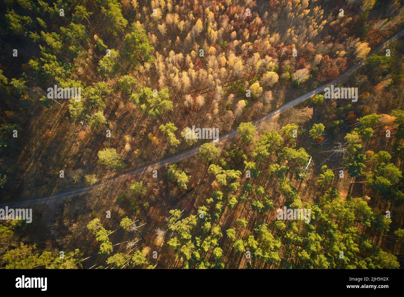 Colourful autumn colours in forest form above, captured with a drone ...