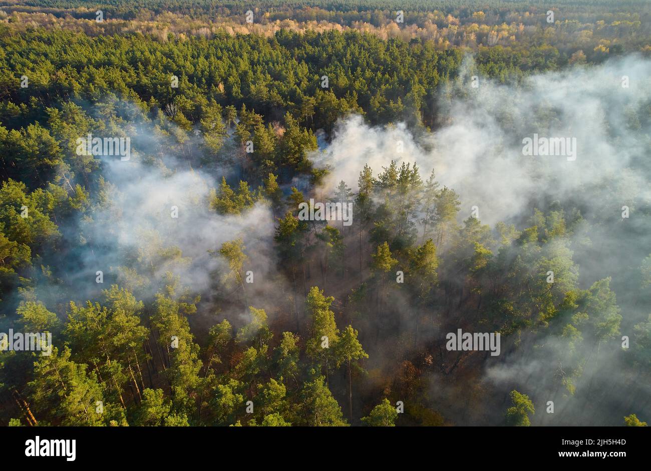 Strong fire in an empty forest. Fire spreads in a united front, strong ...