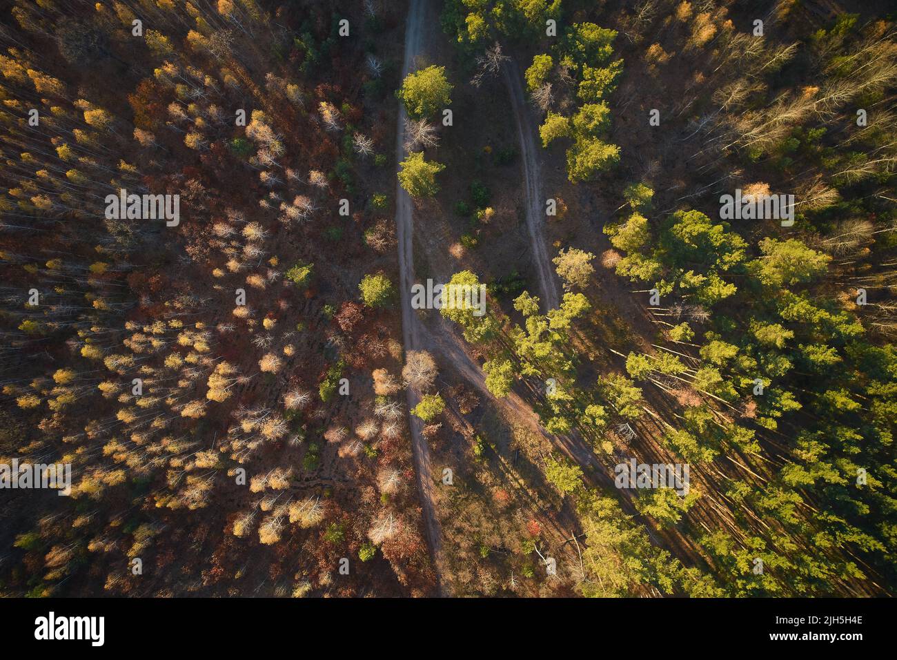 Colourful autumn colours in forest form above, captured with a drone ...