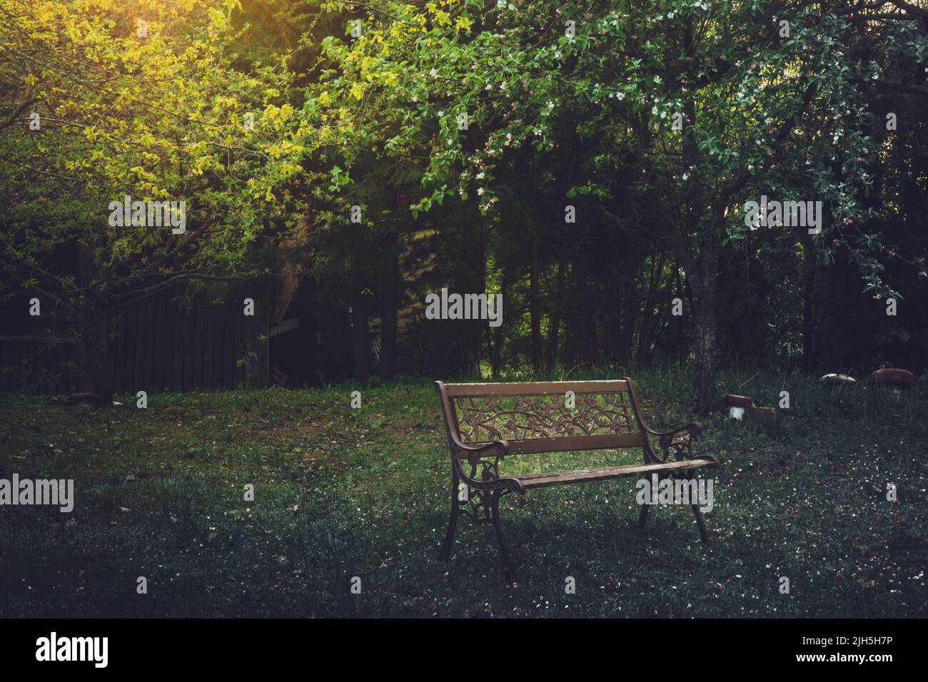 A couple bench isolated in nature in moody fantasy atmospheric nature ...