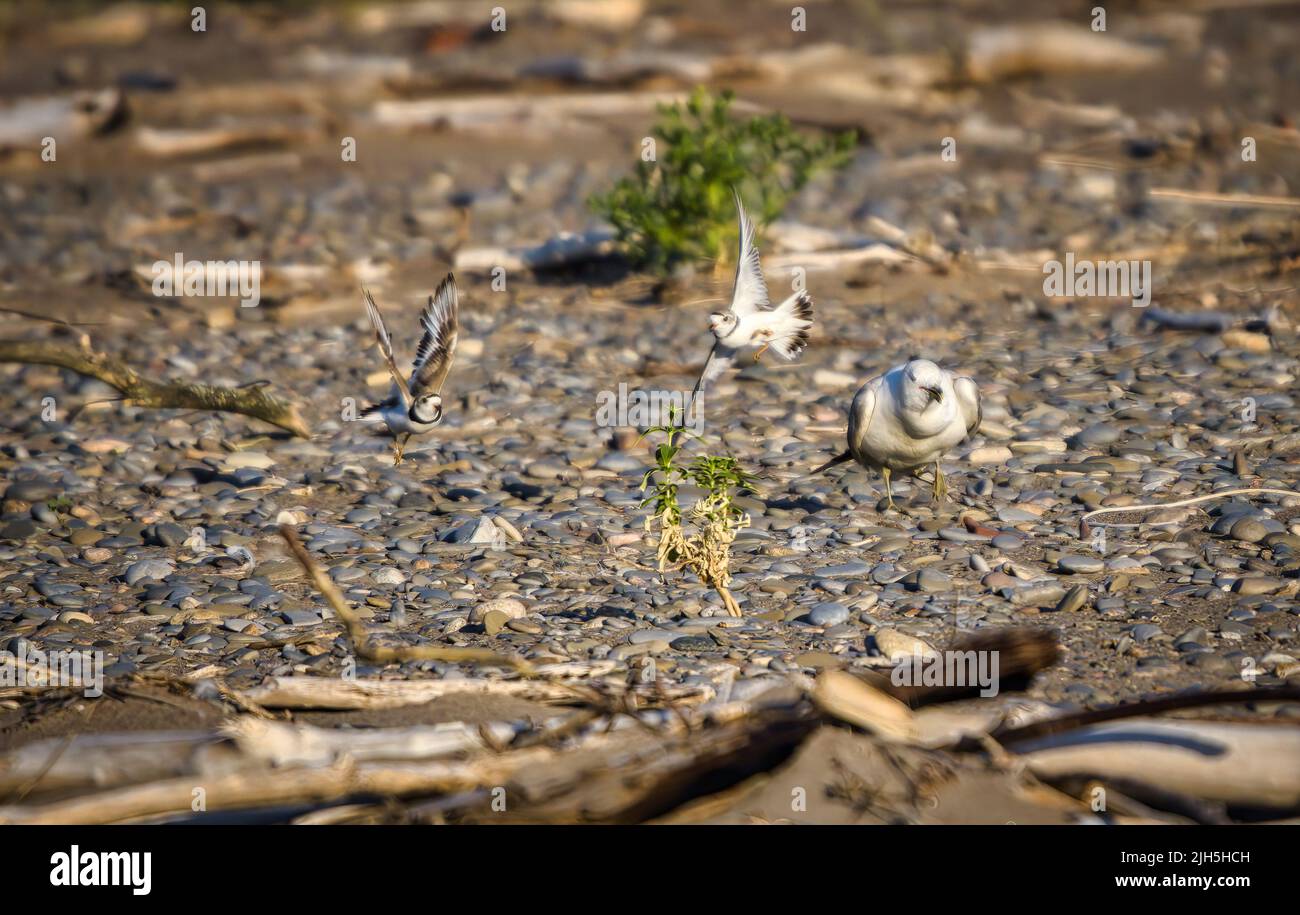 Feisty piping plover parents fight a big invading gull to protect new ...