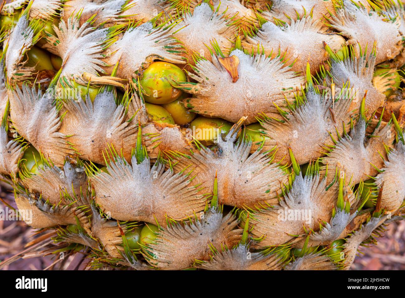 Close focus on rough surface of shell covering group of yellow cone ...