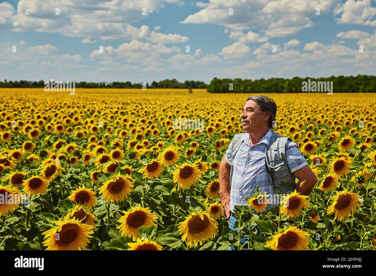Successful Ukrainian Farmer in a sunflower field. Senior farmer man is ...