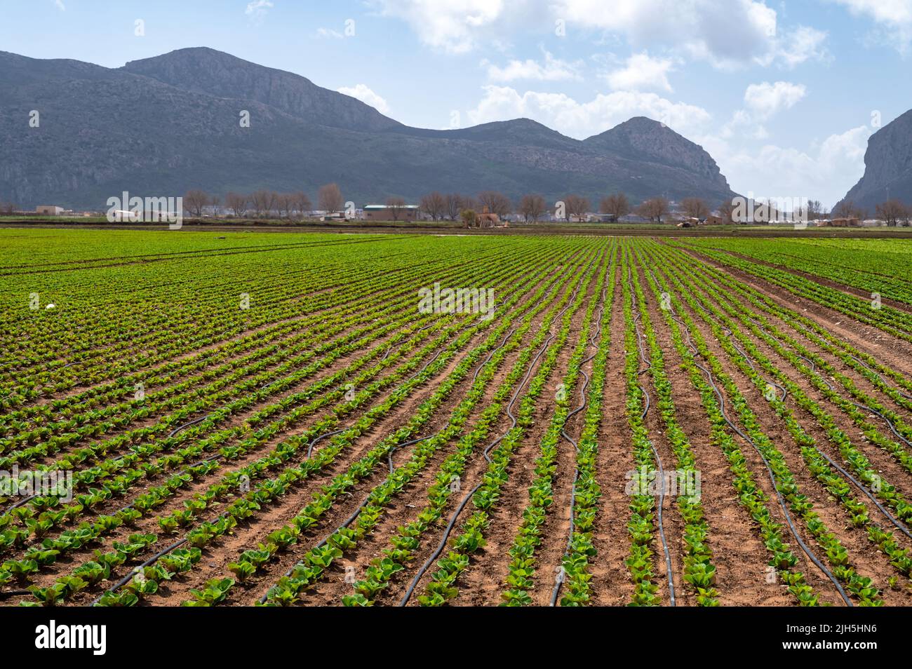Farm fields with rows of green lettuce salad. Panoramic view on ...