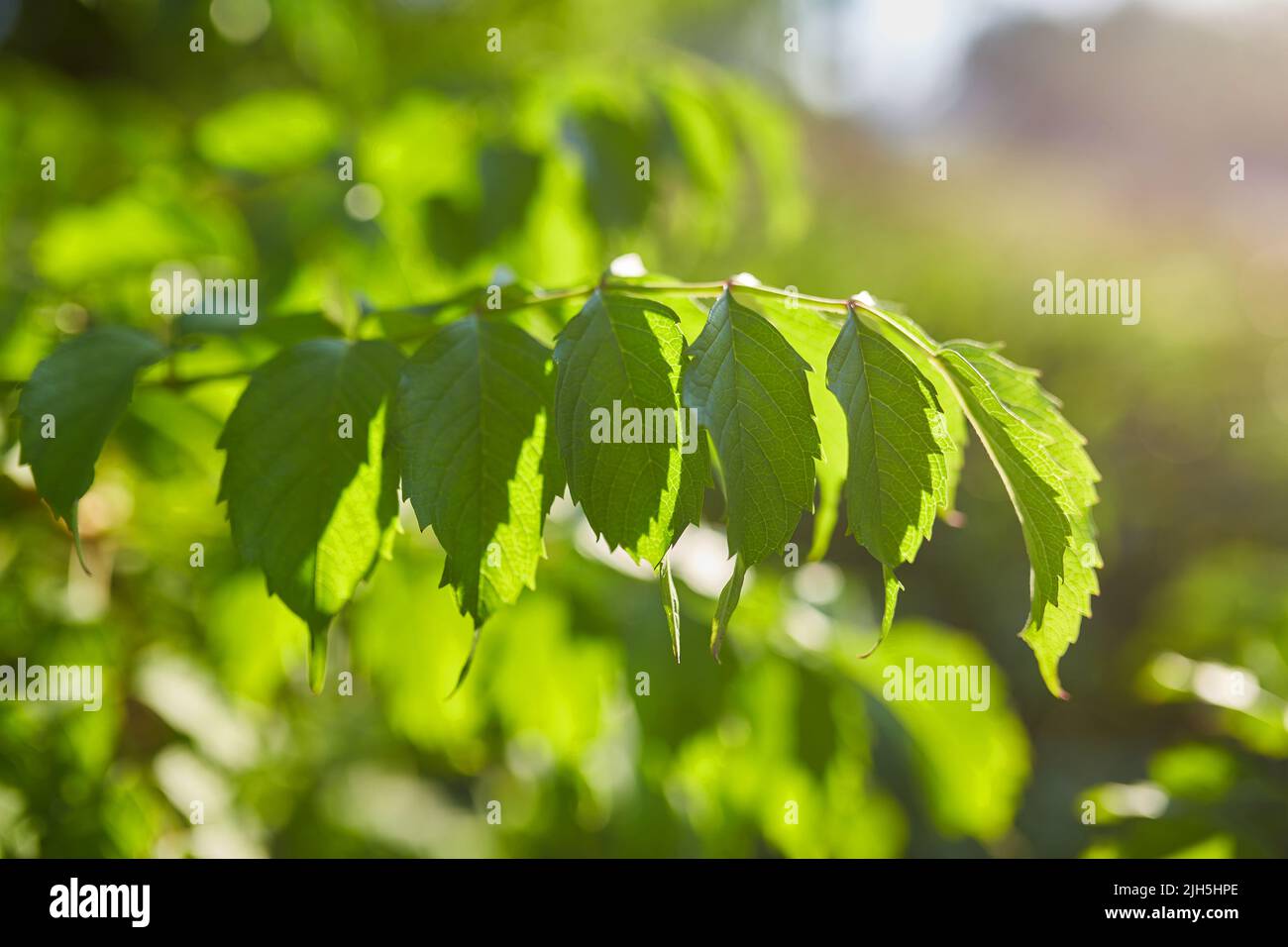 Nature of green leaf in garden at summer. Natural green leaves plants ...