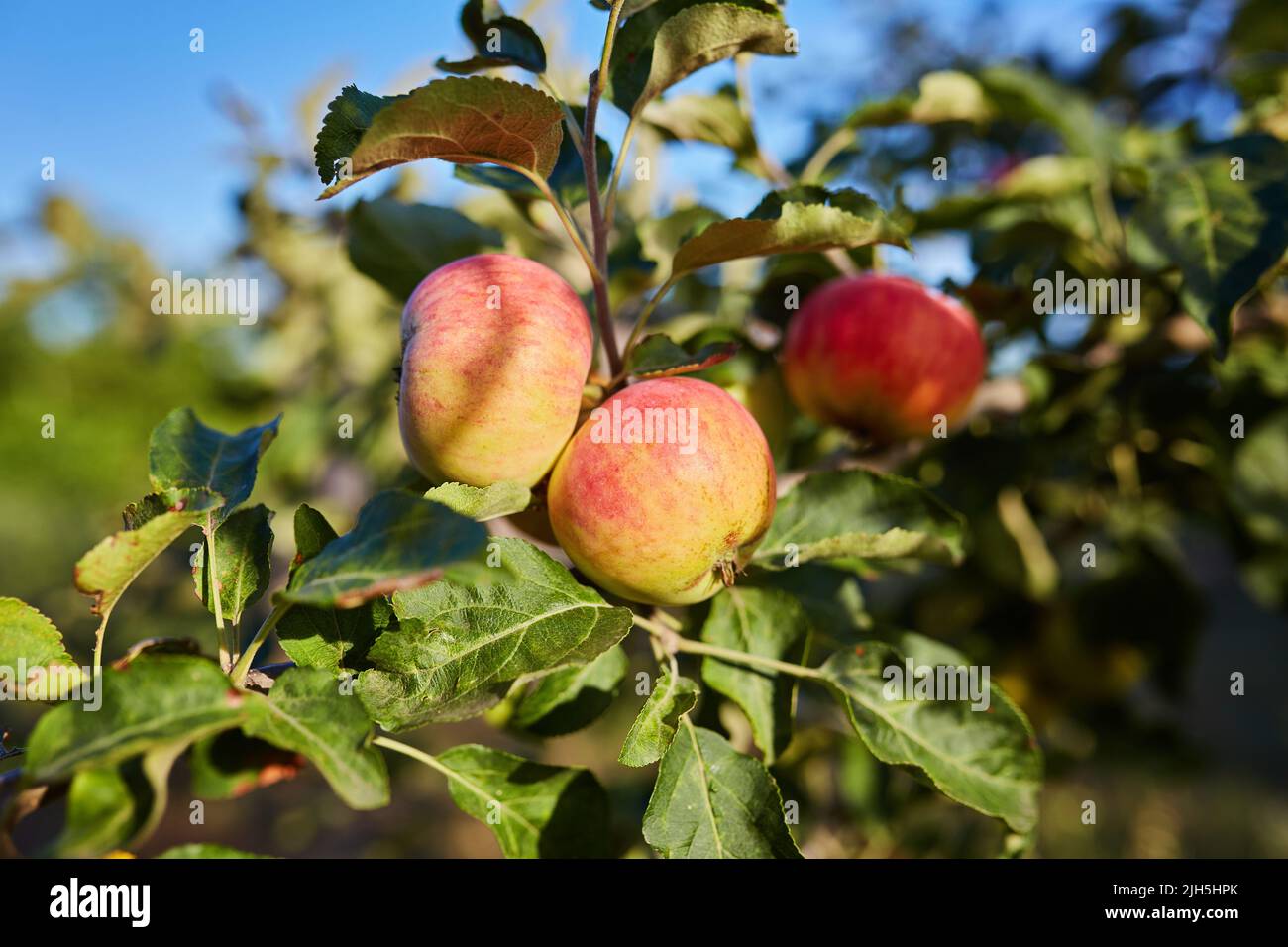 Autumn day. Rural garden. In the frame ripe red apples on a tree. It's ...