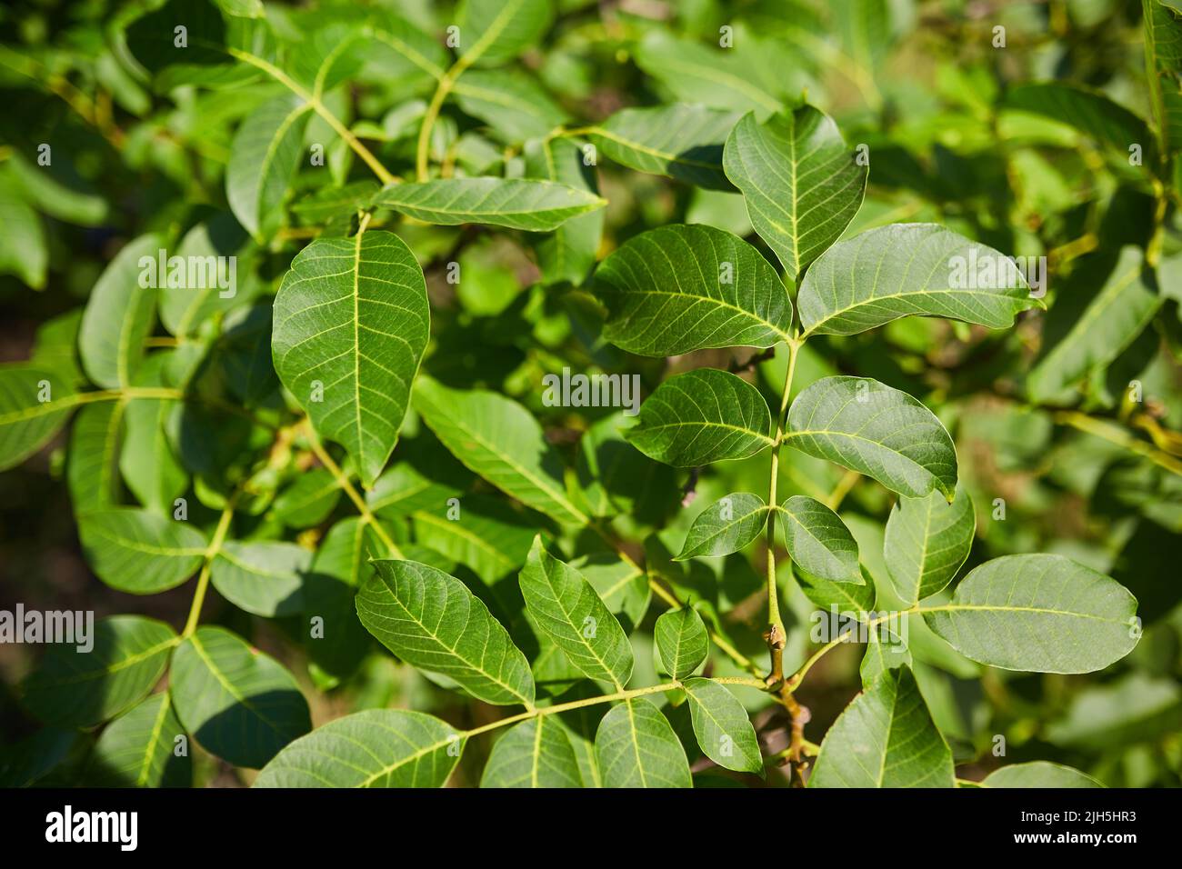 View from below into a lush vibrant green walnut tree full of branches ...