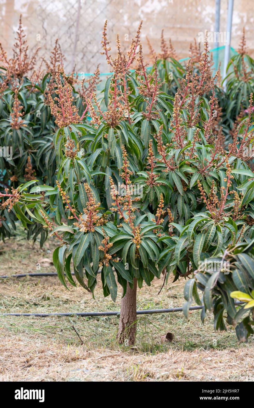 Seasonal blossom of evergreen mango fruit trees on plantations in Costa ...