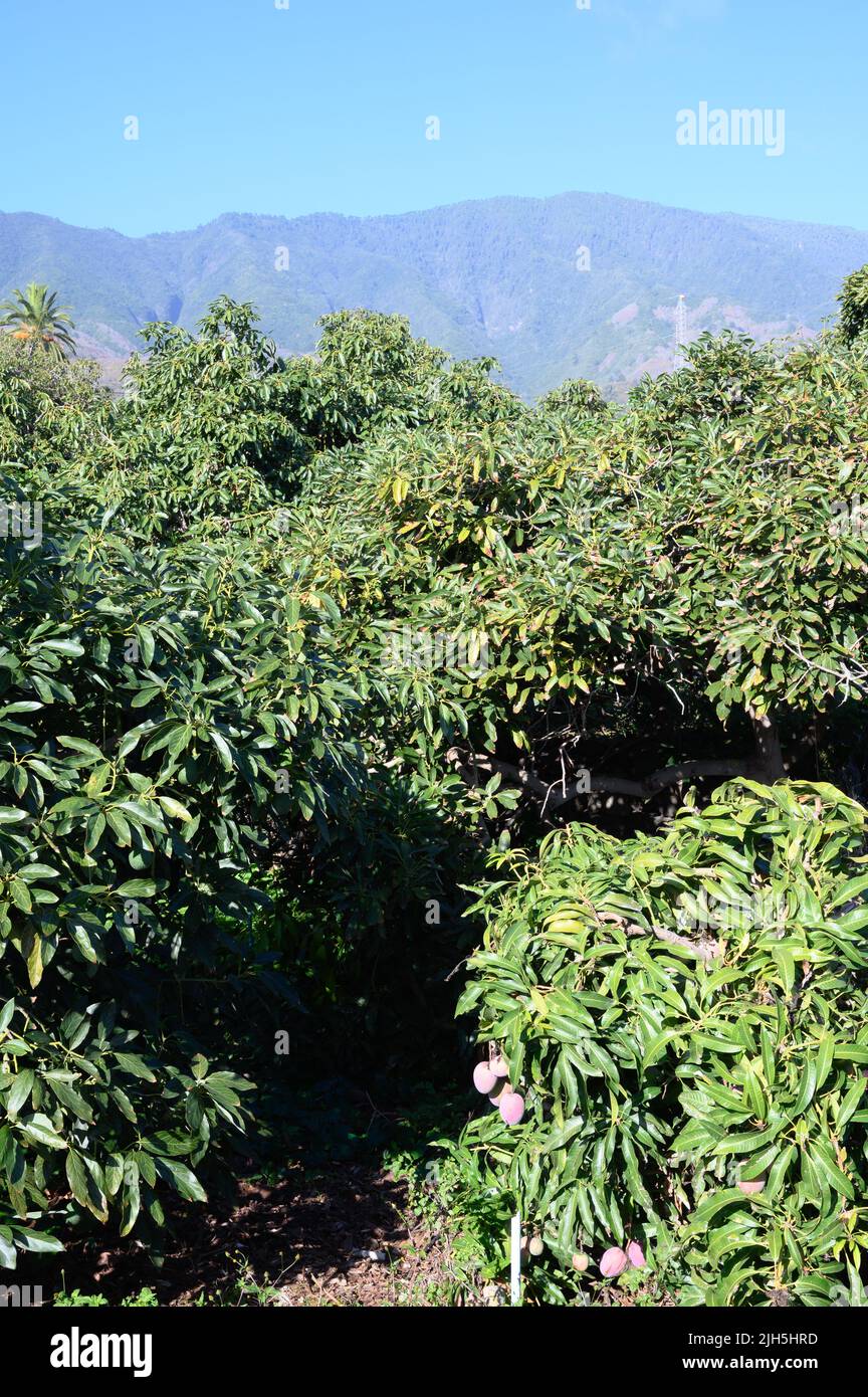 Cultivation of exotic sweet mango fruits on Canary islands, La Palma ...