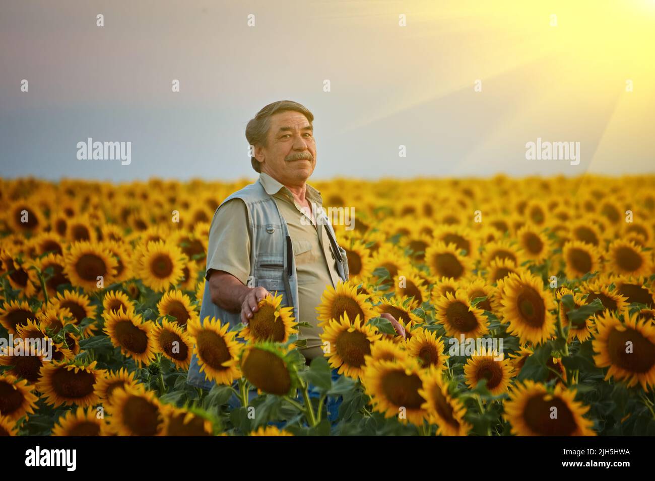 Successful Ukrainian Farmer in a sunflower field. Senior farmer man is ...