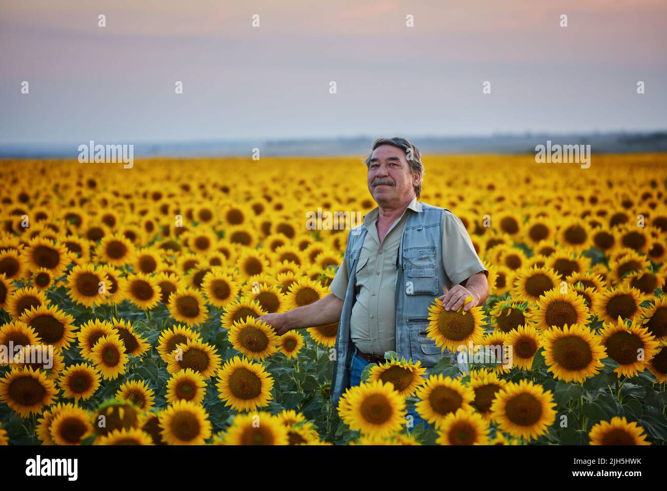 Successful Ukrainian Farmer in a sunflower field. Senior farmer man is ...