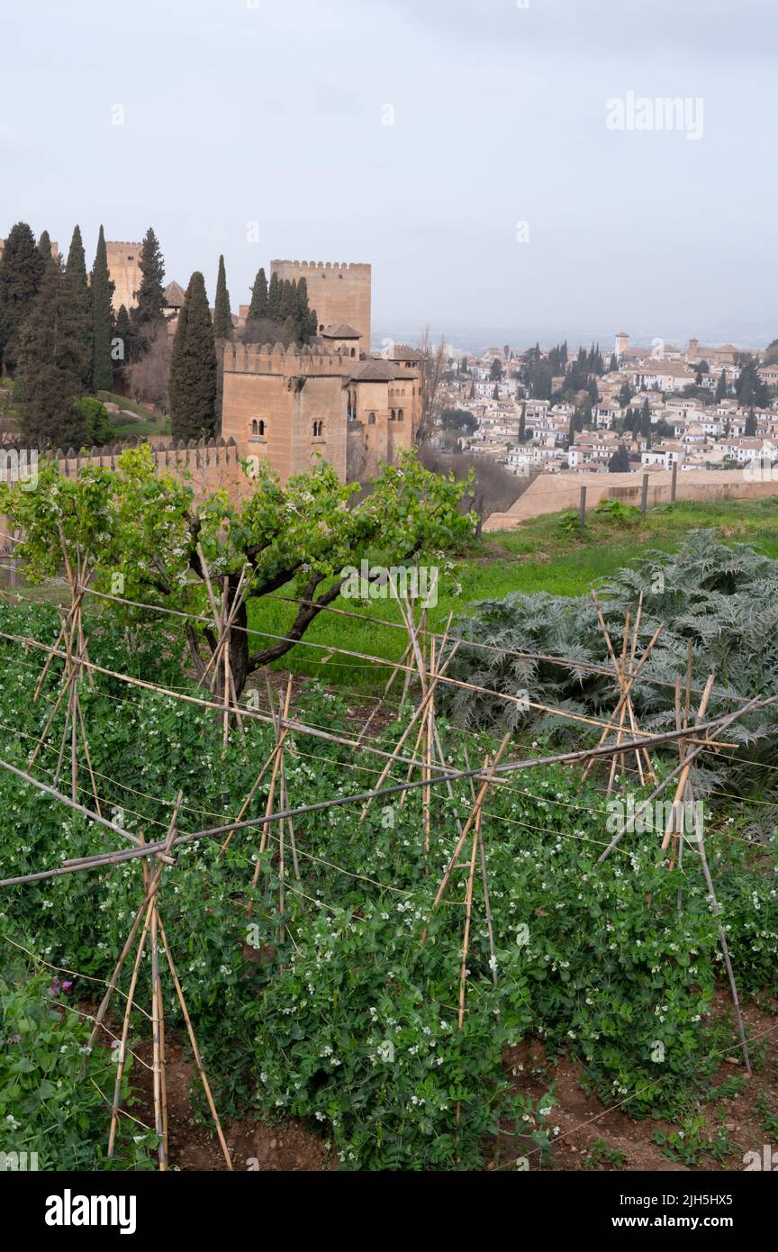 View on vegetables gardens with beans and green artichokes plants on ...