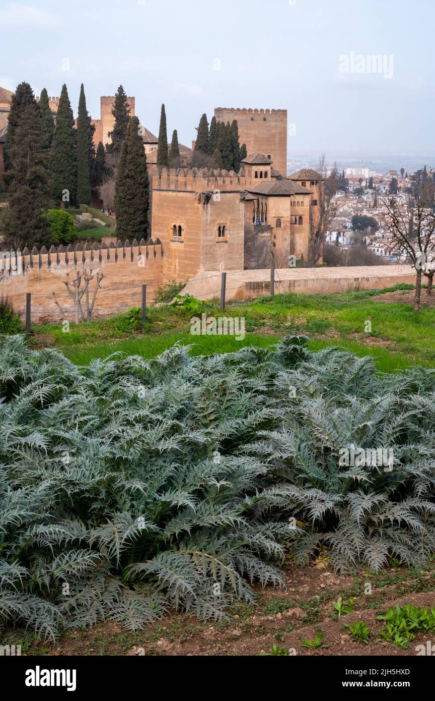 View on vegetables gardens with green artichokes plants on hill and ...
