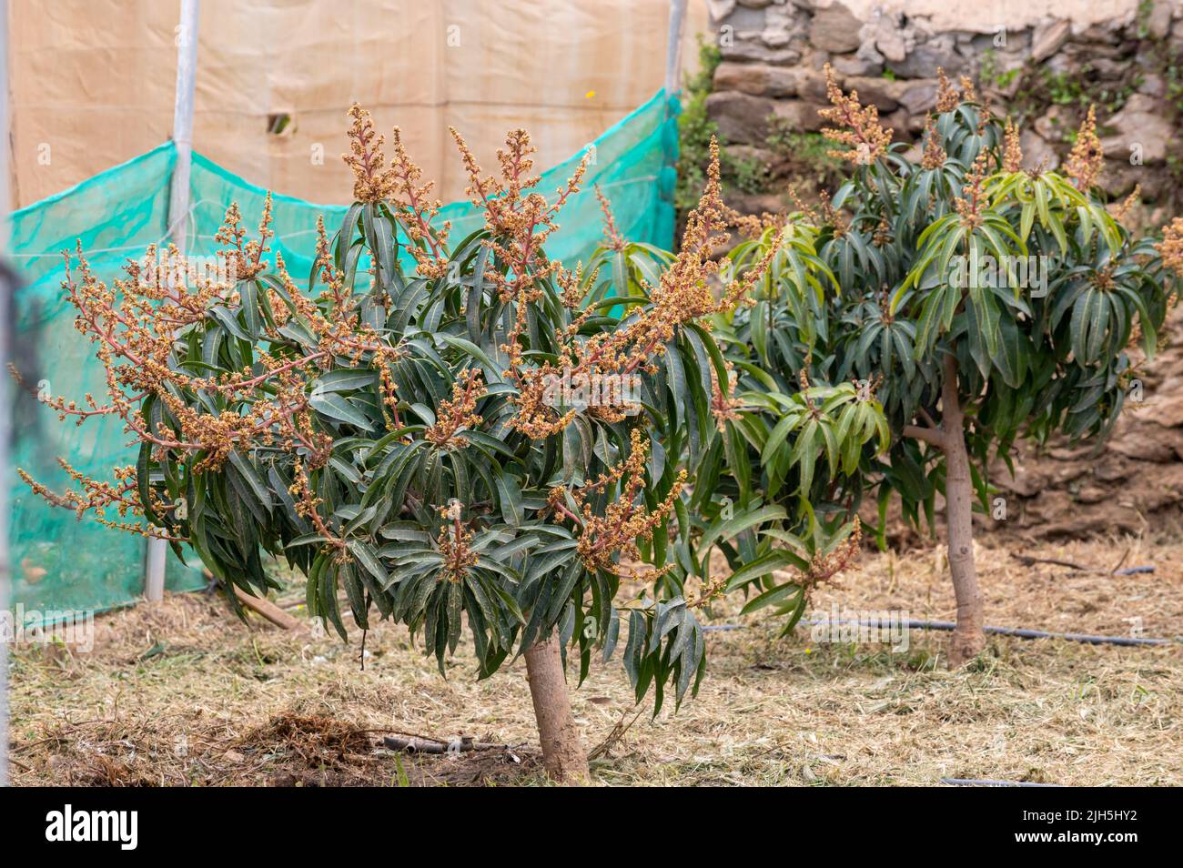 Seasonal blossom of evergreen mango fruit trees on plantations in Costa ...