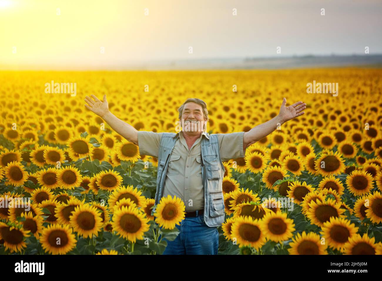 Successful Ukrainian Farmer in a sunflower field. Senior farmer man is ...