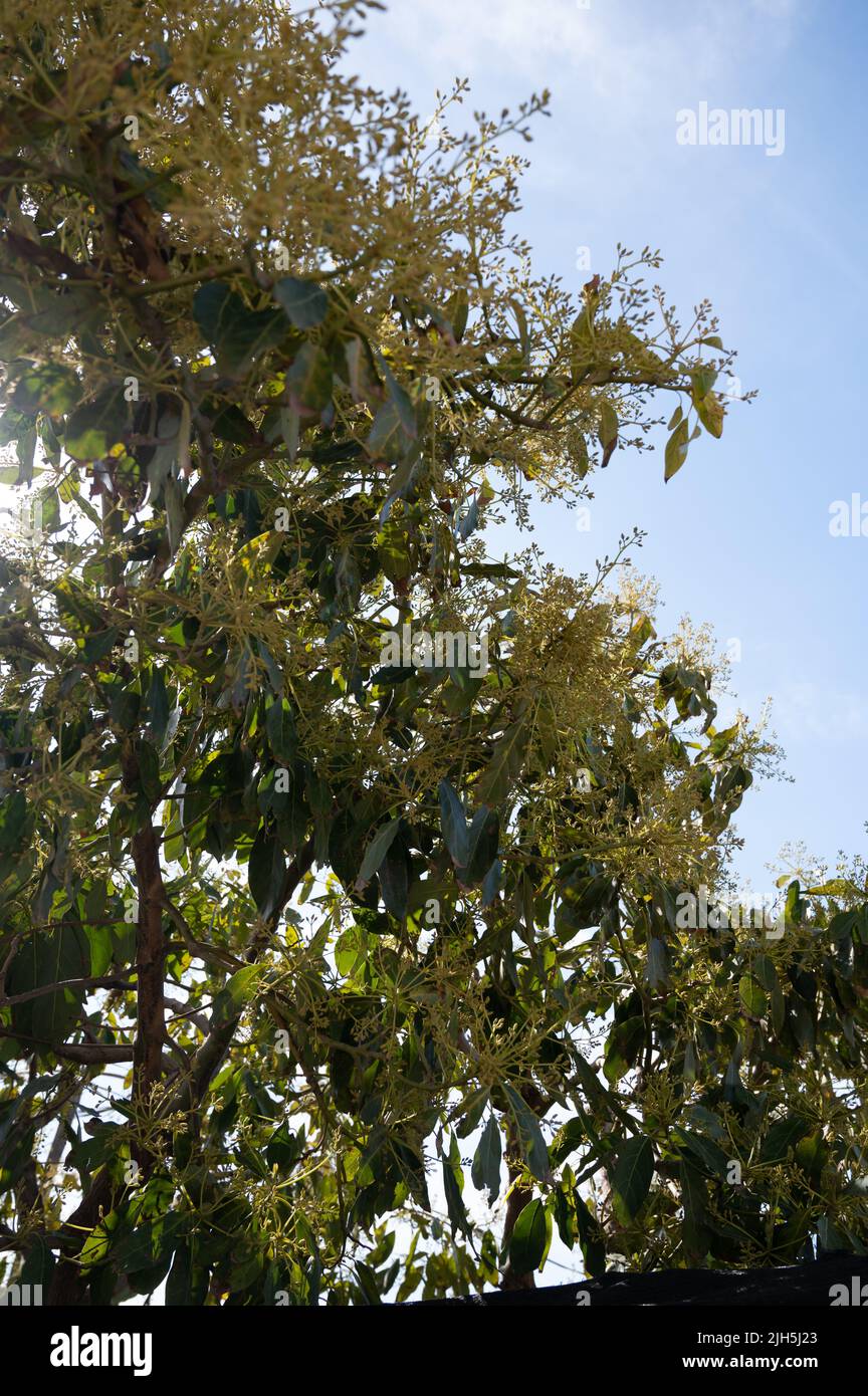 Seasonal blossom of evergreen avocado trees in April on plantations in ...