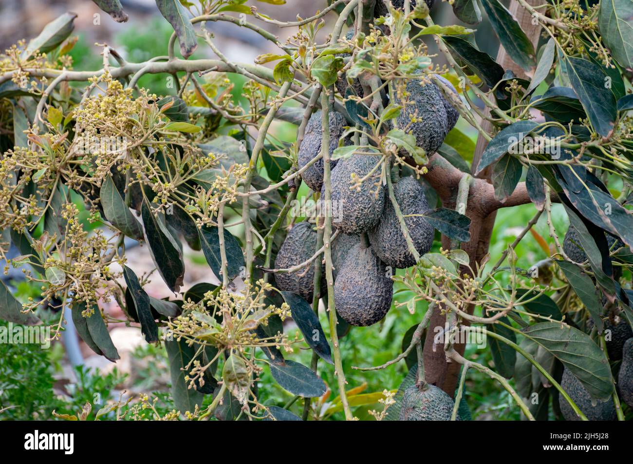 Harvesting and seasonal blossom of evergreen avocado trees on ...