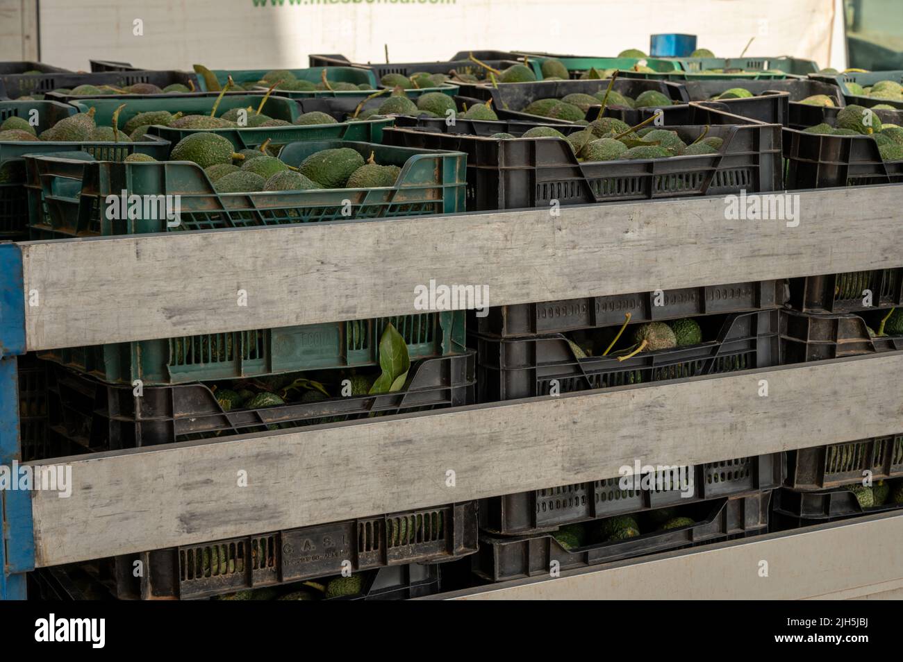 Transportation of new harvest of avocado fruits in plastic boxes in ...