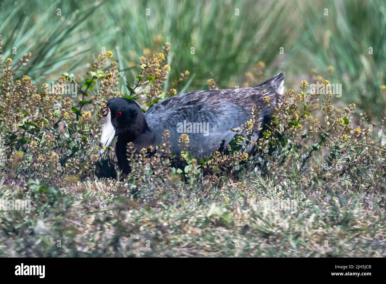 An American Coot, Fulica americana, laying down in some shrubs in a ...