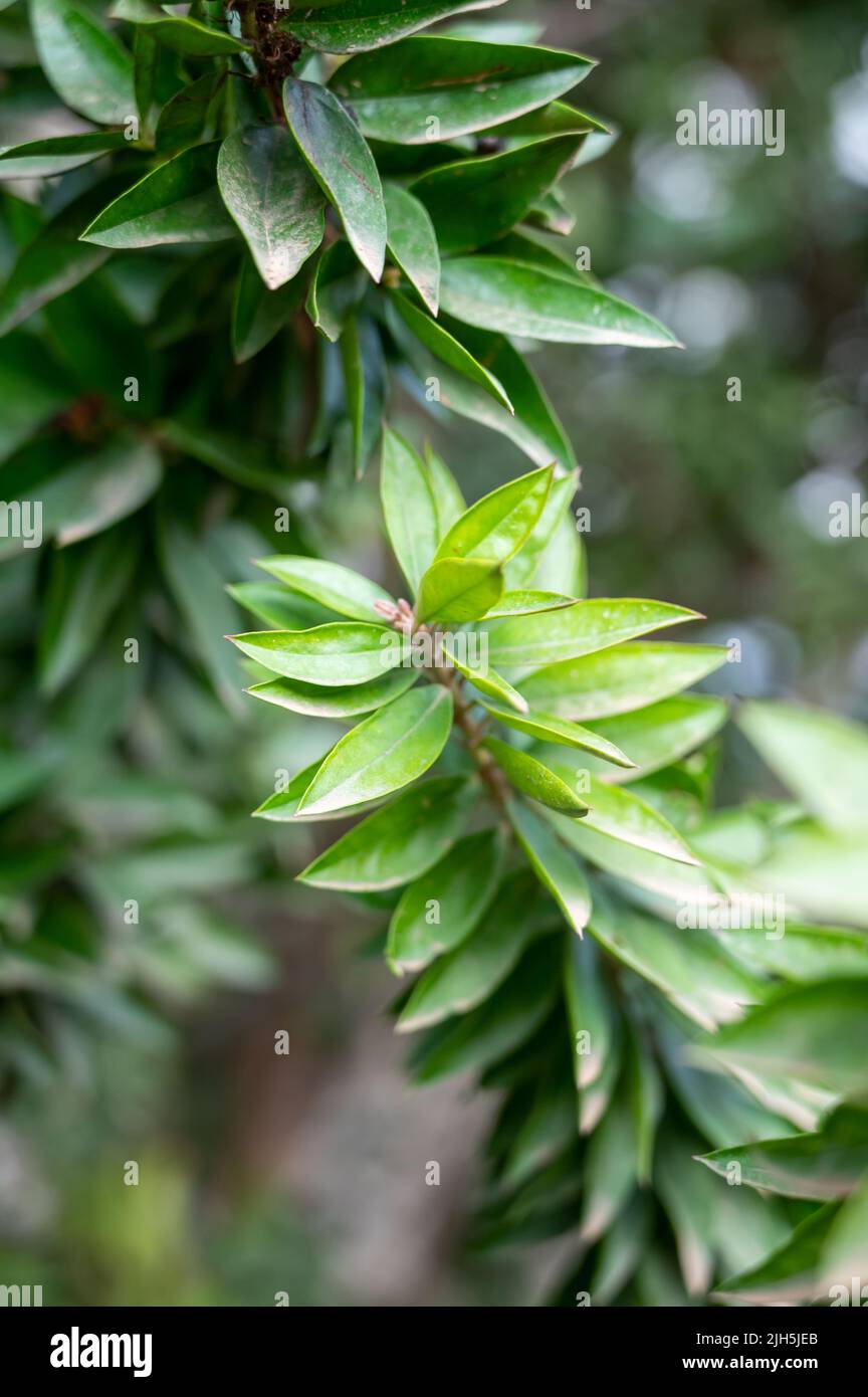 Green leaves of myrtus communis mediterranean ornamental and medicinal ...