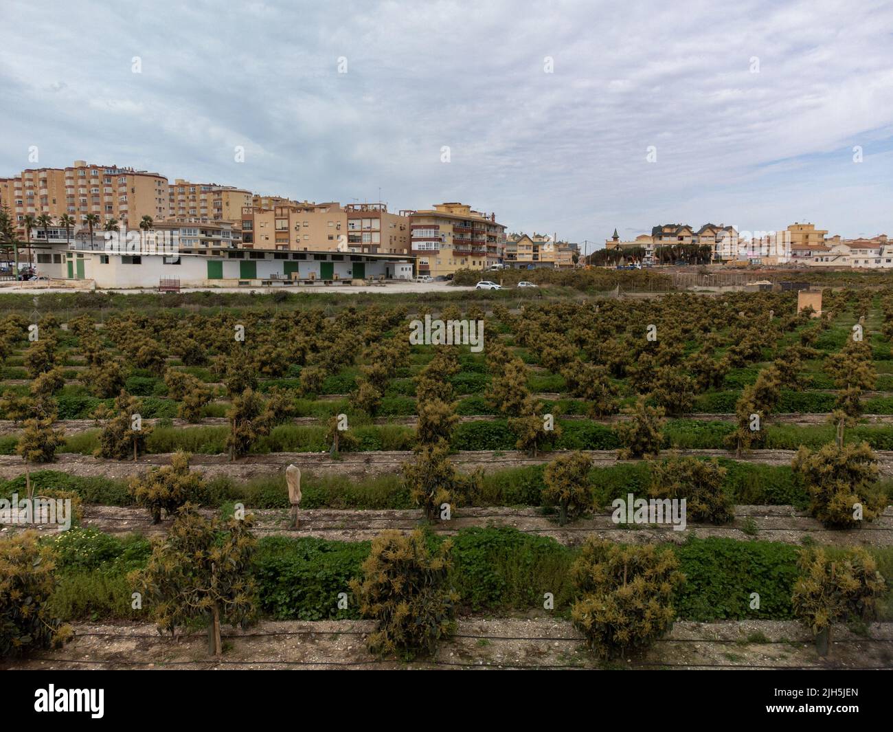 Aerial view on rows of evergreen avocado trees on plantations in Costa ...