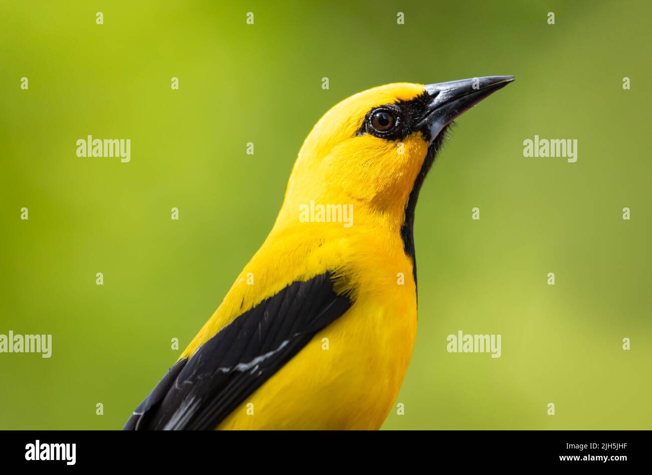 Closeup portrait of a brightly colored Yellow Oriole, Icterus ...