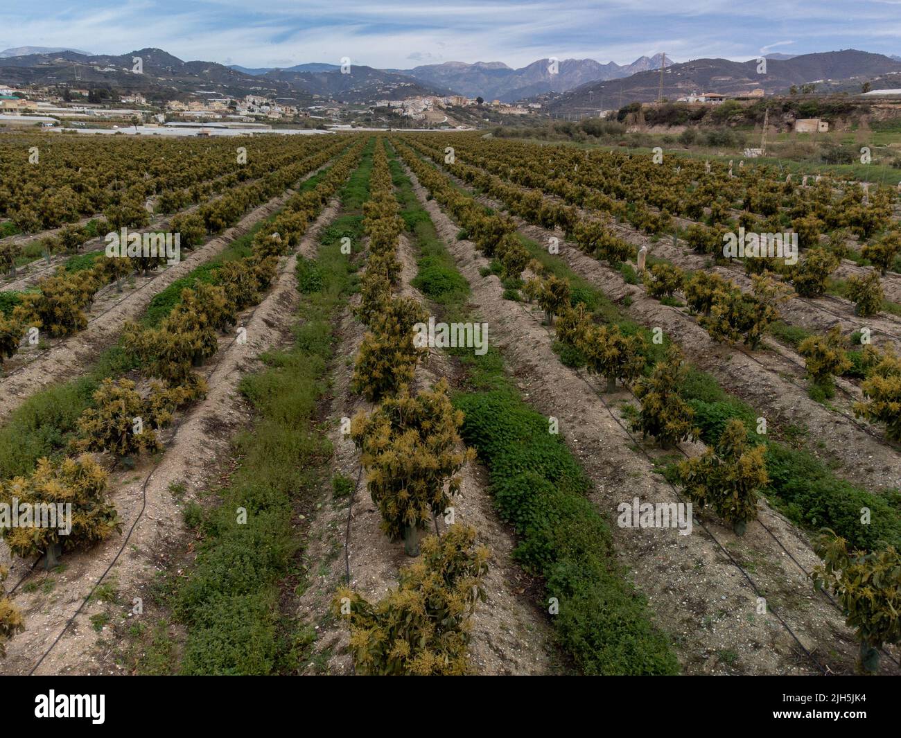 Aerial view on rows of evergreen avocado trees on plantations in Costa ...