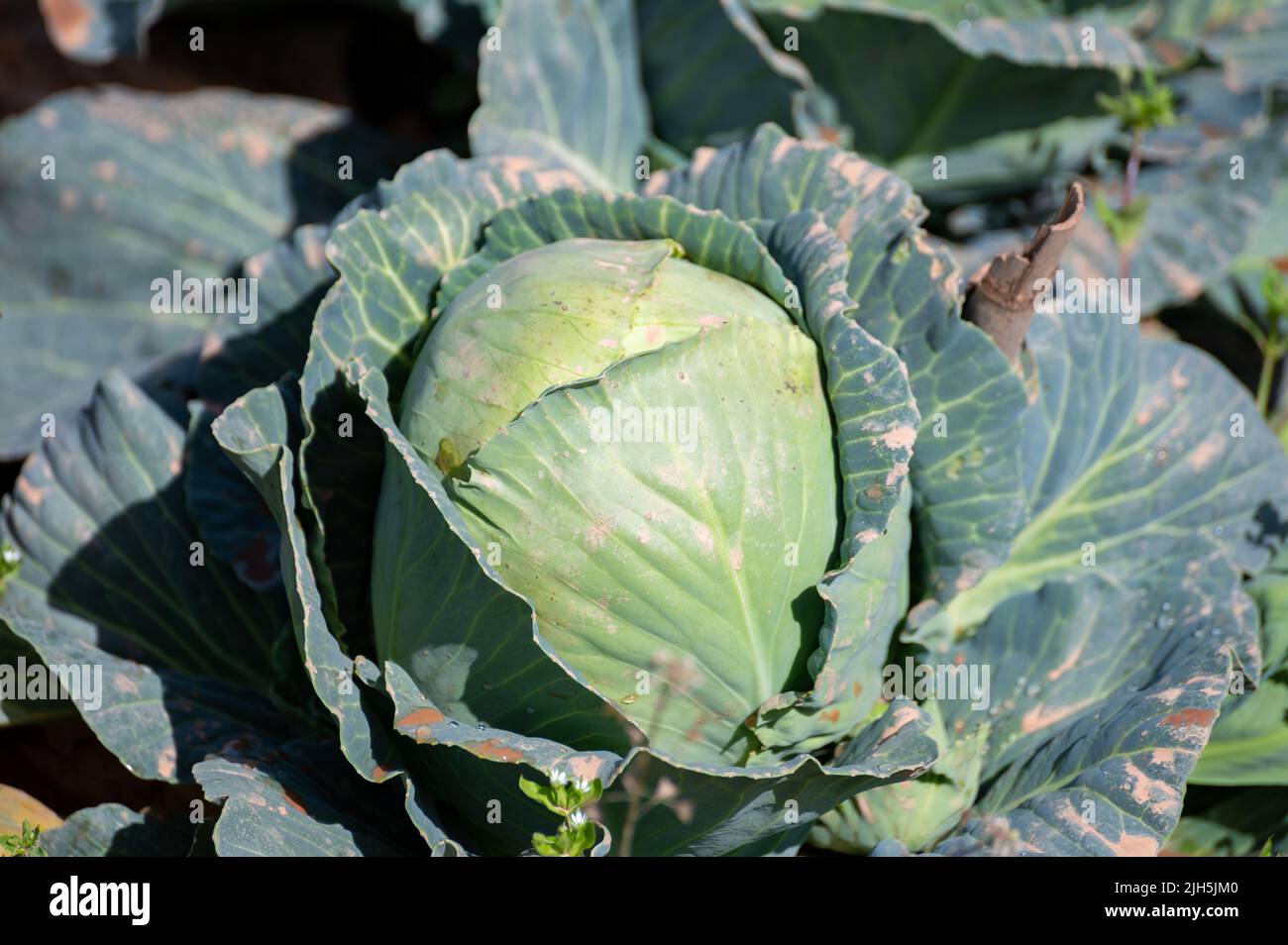 Open air pesticide-free organic eco-friendly gardening, white cabbage ...