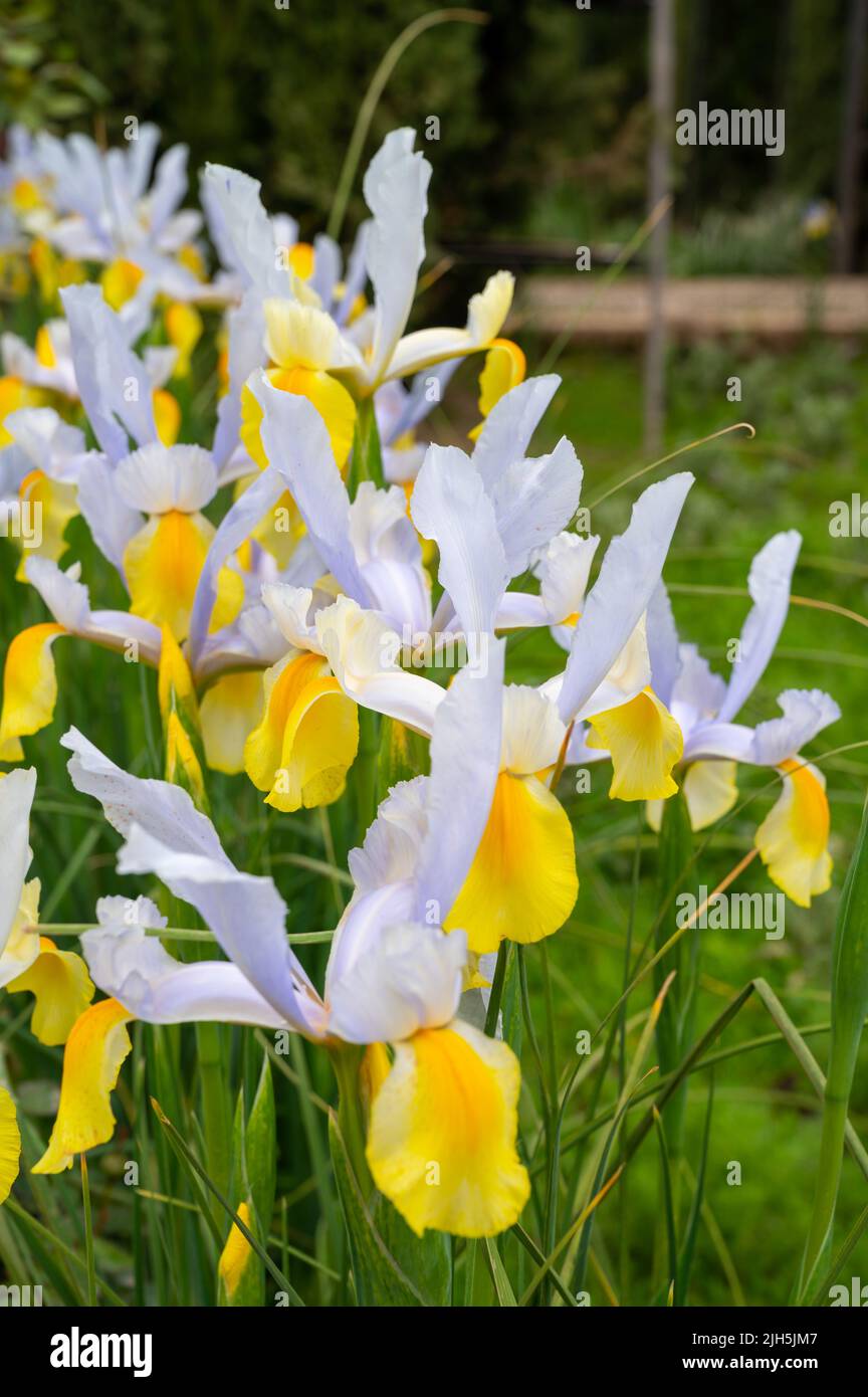 Big water white iris flower in blossom, springtime in Provence, France ...