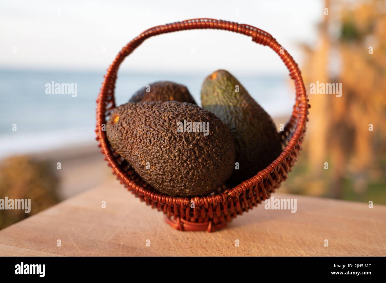 Cultivation of hass avocado fruits in Europe, new harvest of avocado in ...