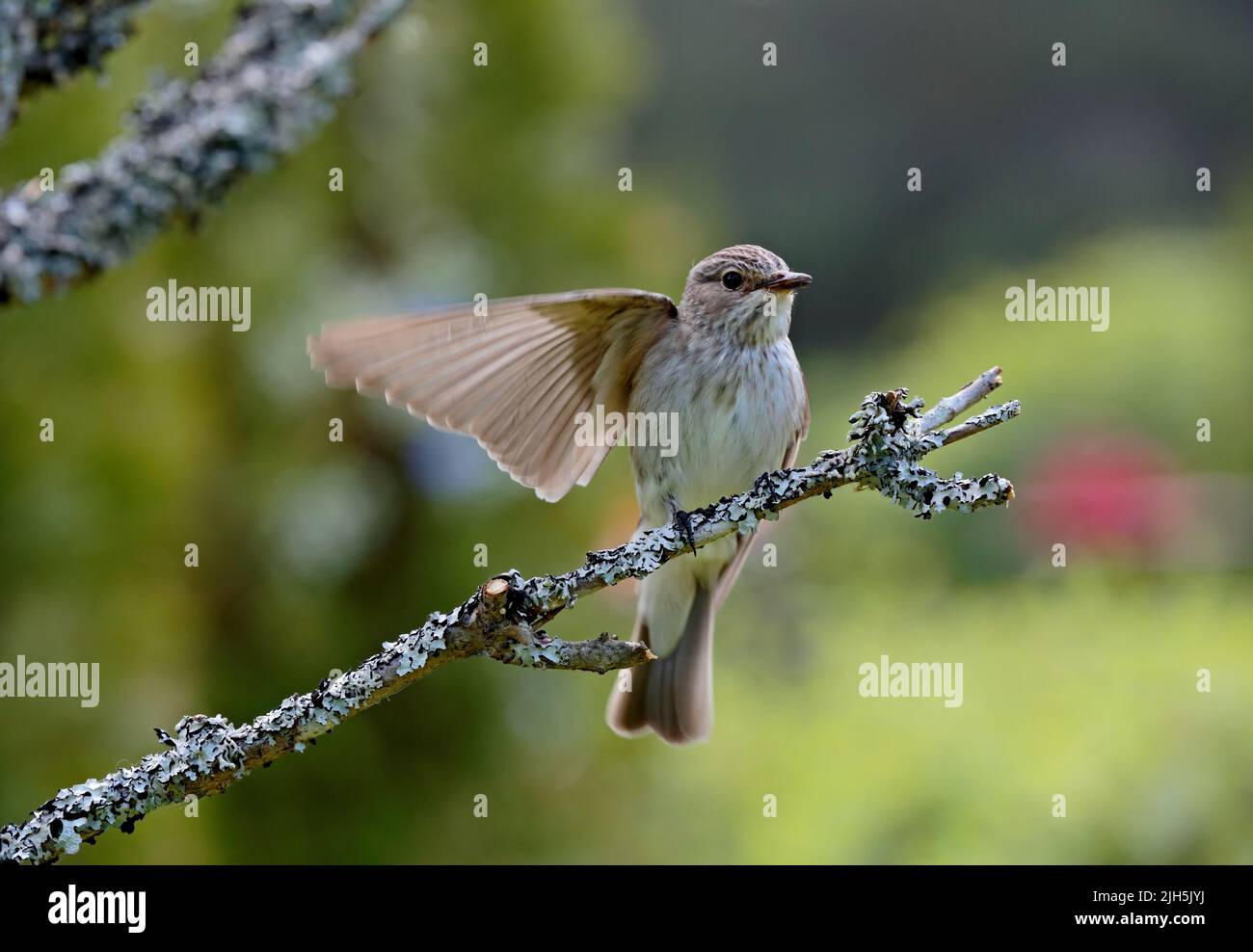 Bird landing on a bush hi-res stock photography and images - Alamy