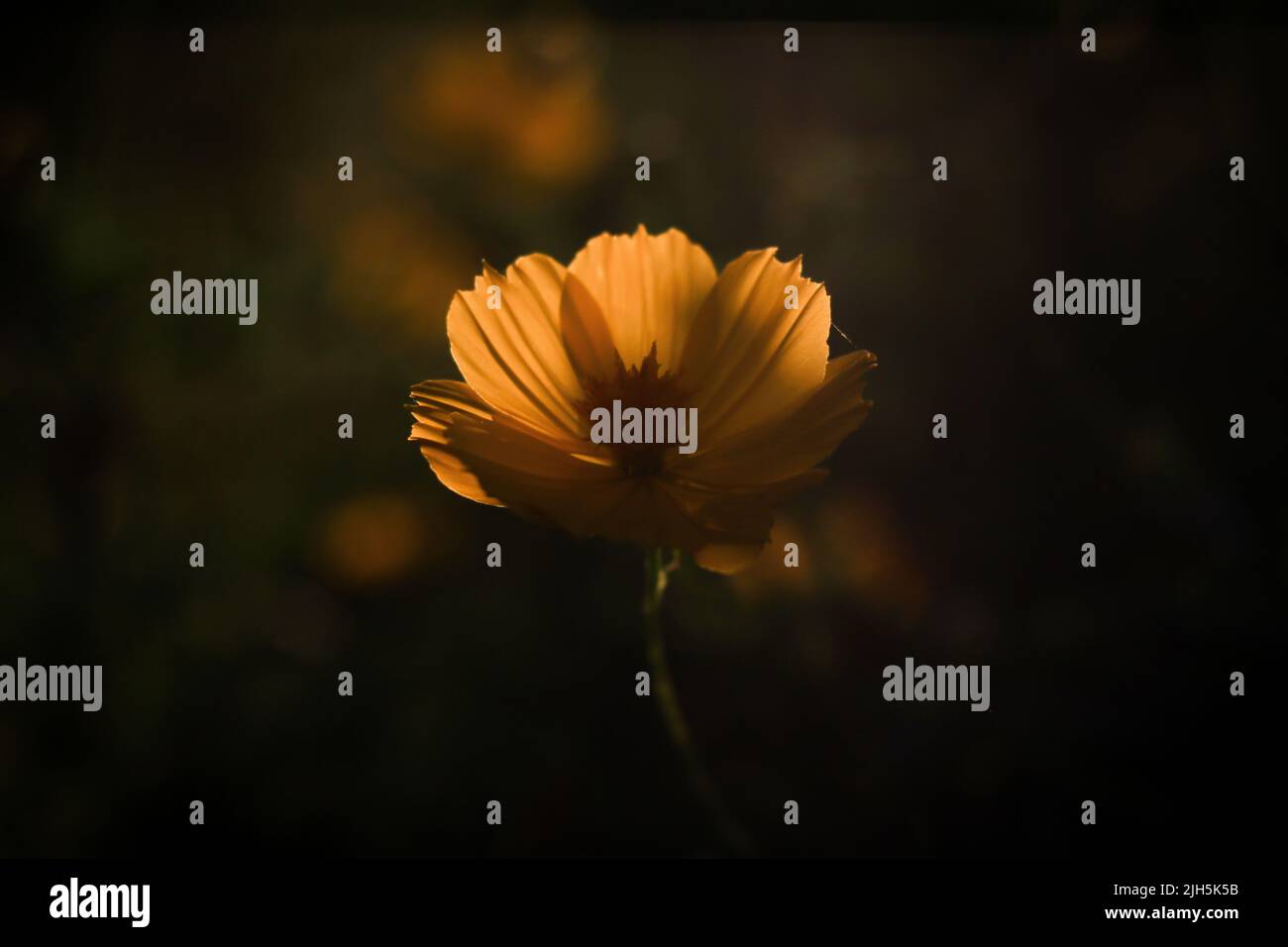 Yellow cosmos flowers in the morning, vintage image Stock Photo - Alamy