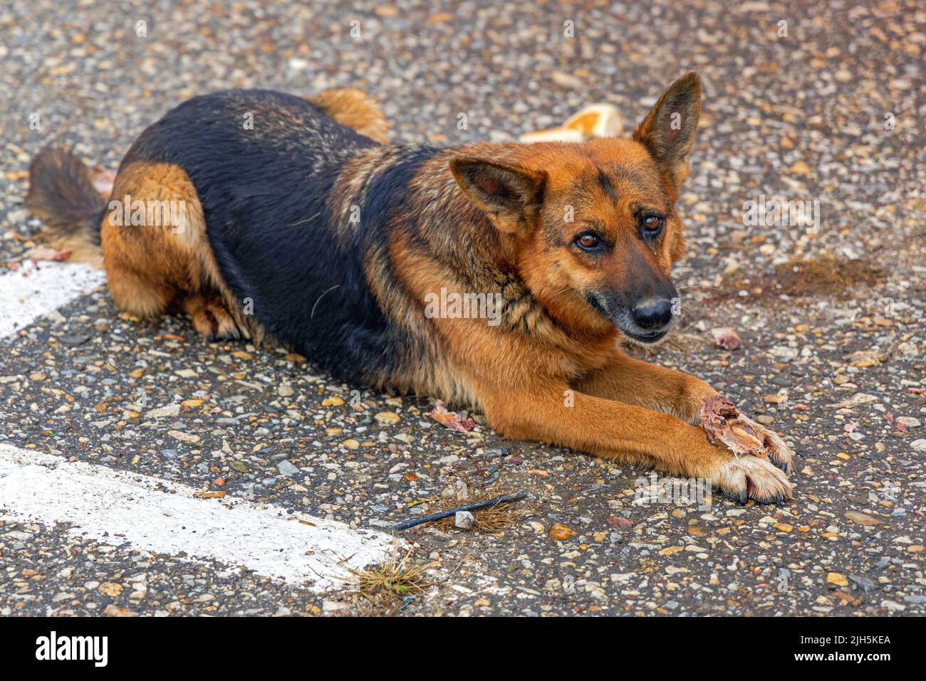 Stray Dog Holding Piece of Meat at Parking Lot Stock Photo - Alamy