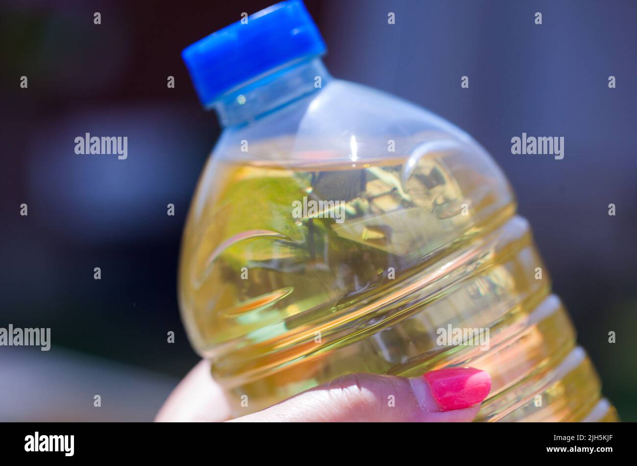 Close-up of a hand holding a bottle of cooking oil ( model released ...