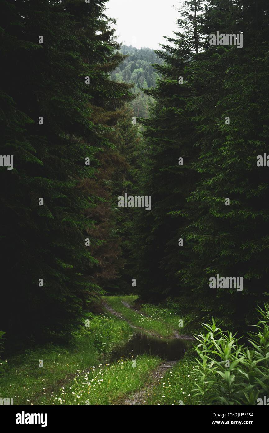 Forest trail scene. Woodland rocky path Forest in fog. Landscape with ...